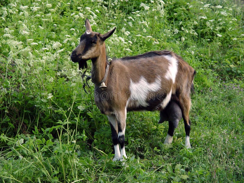 Goat stock image. Image of nature, animal, bell, udder, herbivore - 83729