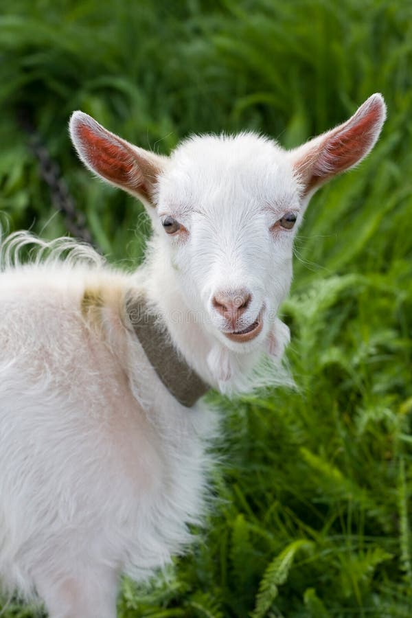 Goat beard stock photo. Image of animal, goat, mother - 9001762