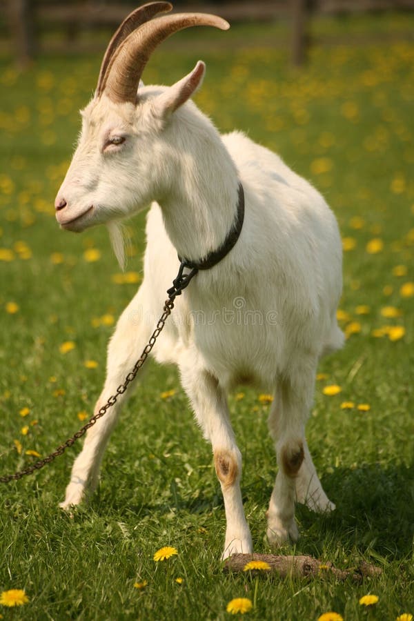 Goat in the field stock photo. Image of farm, summer - 32680786