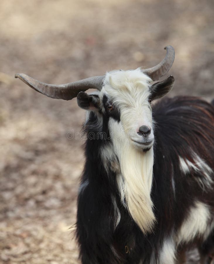 Goat stock photo. Image of hircus, snout, beast, portrait - 8809330