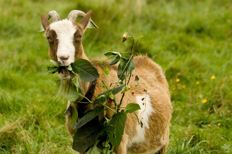 Pollution stock photo. Image of drainage, risk, decay - 4629448