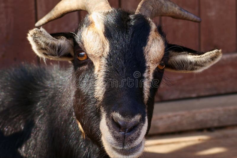 Goat on Agricultural Farm on Summer Day Stock Photo - Image of grazing ...