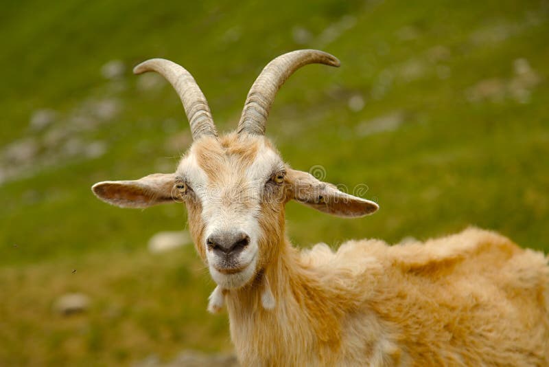 Goat in the Alps stock photo. Image of beast, countryside - 71086990