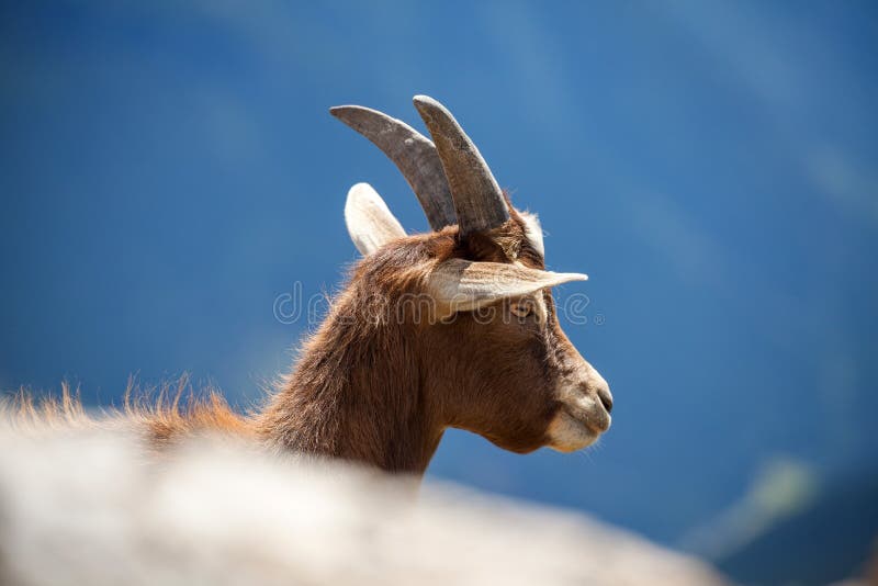 Goat of the Alps stock image. Image of park, beautiful - 175724673