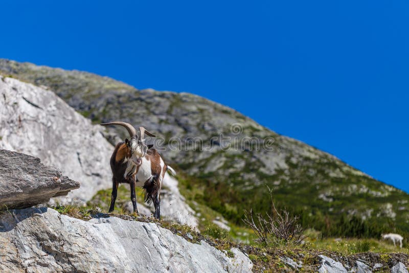 Goat in alps stock photo. Image of farming, outdoors - 57479182