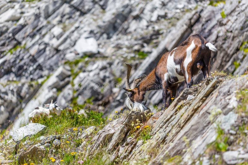 Goat in alps stock image. Image of horizontal, livestock - 57220231
