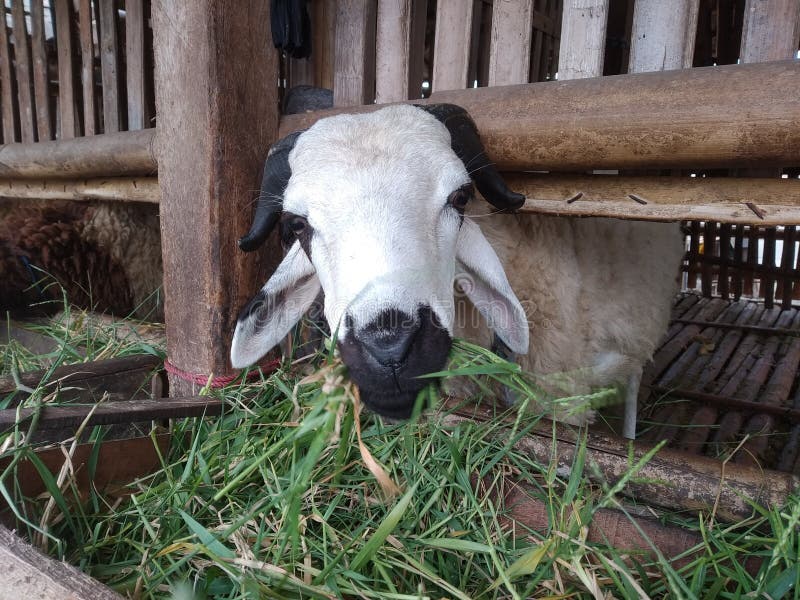 Goat the Dubai Desert stock photo. Image of dubai, landscape - 10384380
