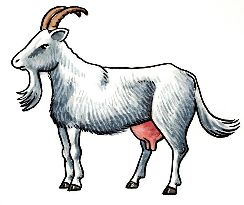 Female Goat Stock Illustrations – 1,189 Female Goat Stock Illustrations ...