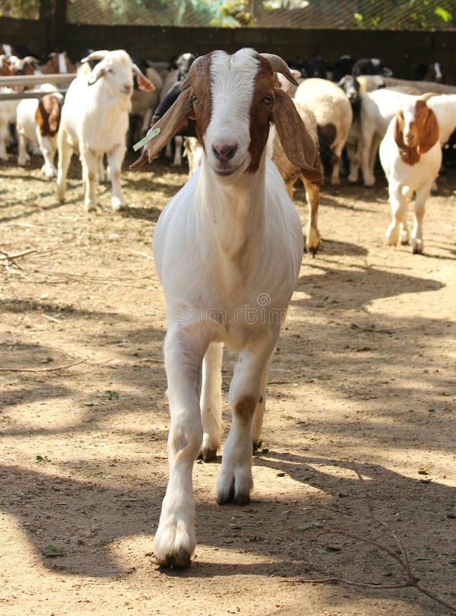 Goat animal stock photo. Image of body, whitegoat, farmanimals - 107991266