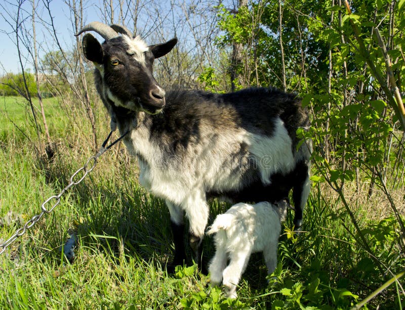 Goat animals stock image. Image of group, beautiful, baby - 40551565