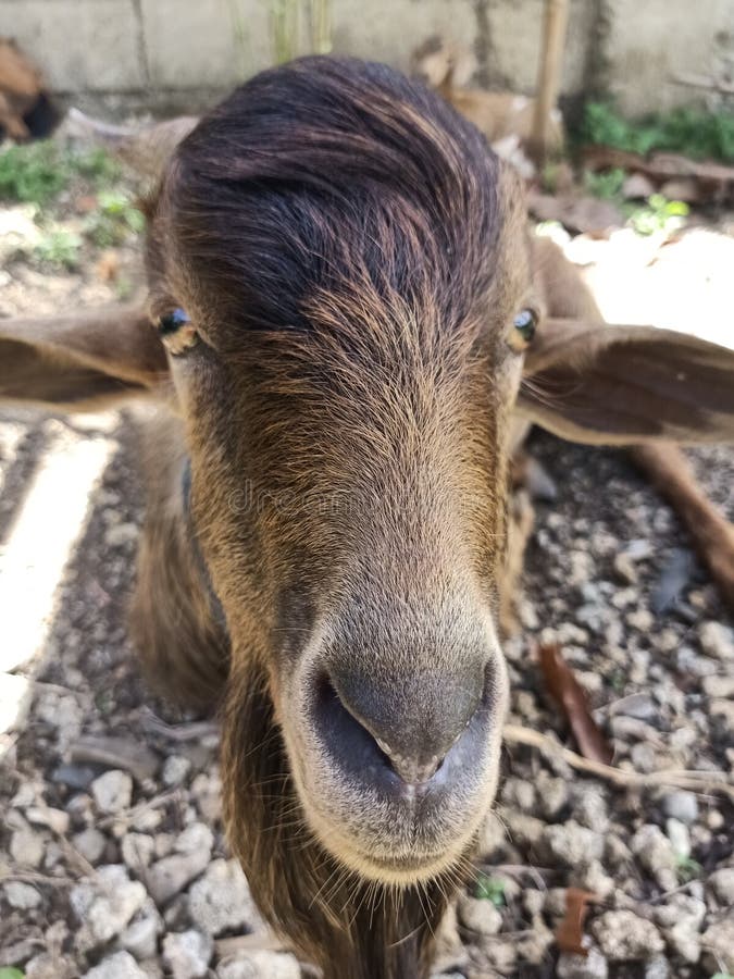 The goat in the backyard stock photo. Image of backyard - 182676184