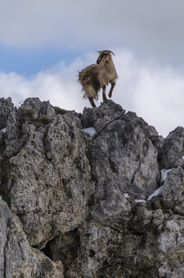 Goat balancing on rock stock photo. Image of balance - 83821884