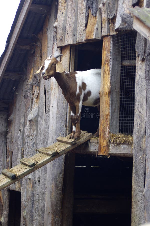 Goat in barn stock image. Image of goat, farm, rustic - 102576917
