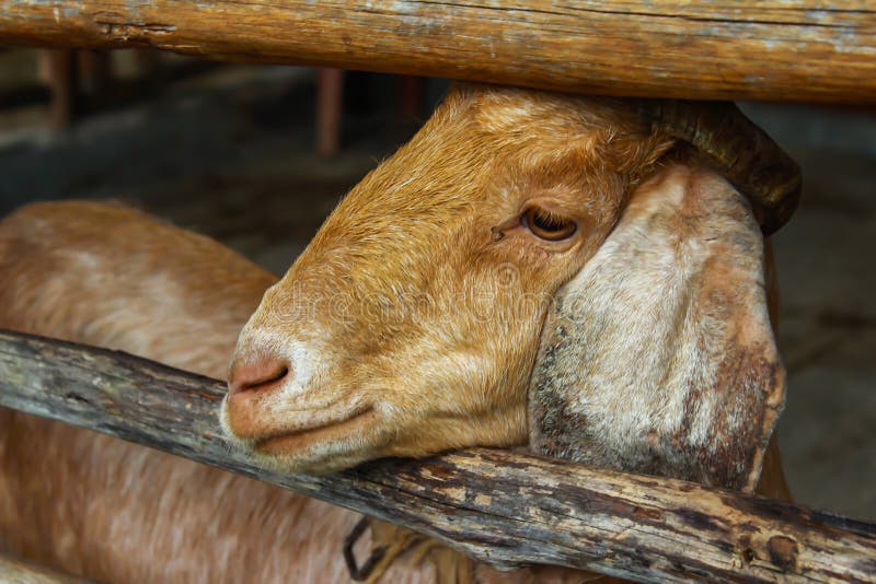 A Goat in the Barn at an Eco Farm Stock Image - Image of portrait, barn ...