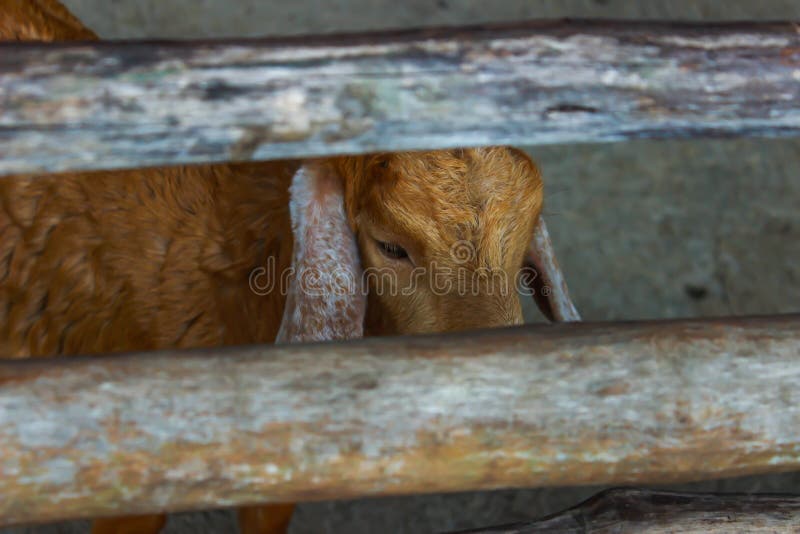 A Goat in the Barn at an Eco Farm Located in the Countryside Stock ...