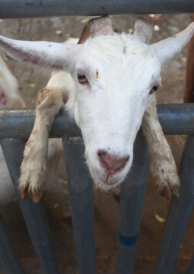 Goat in barn stock photo. Image of animal, breed, lock - 35241804