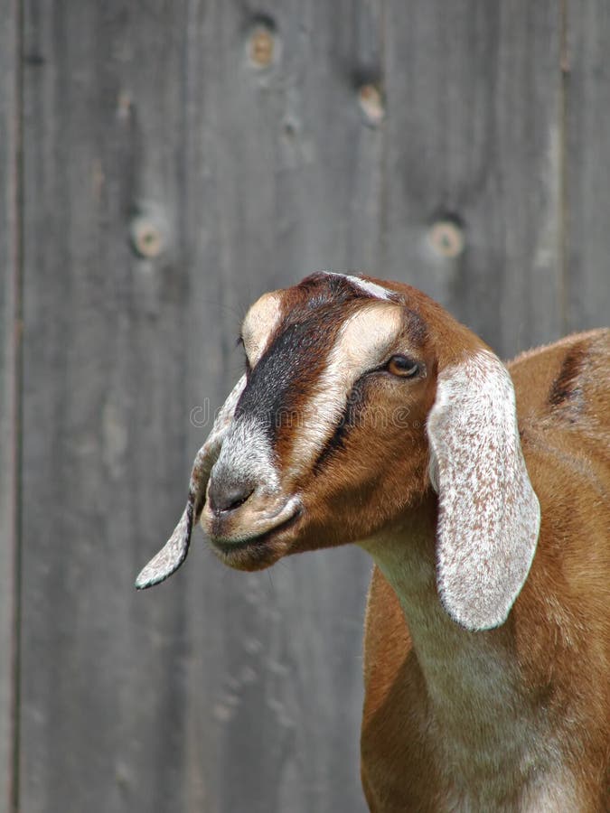 Goat in barnyard stock photo. Image of barn, animal, goats - 1278328