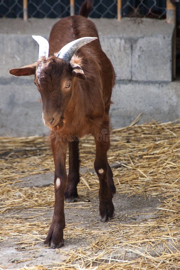 Goat in the barnyard stock photo. Image of male, wildlife - 44779118