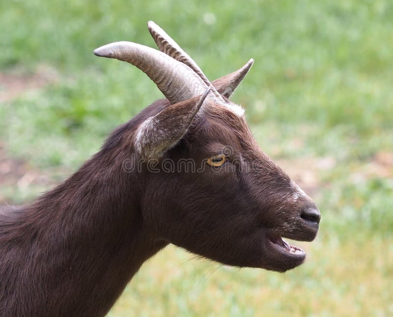 Goat in Barnyard stock image. Image of barnyard, animal - 55539509