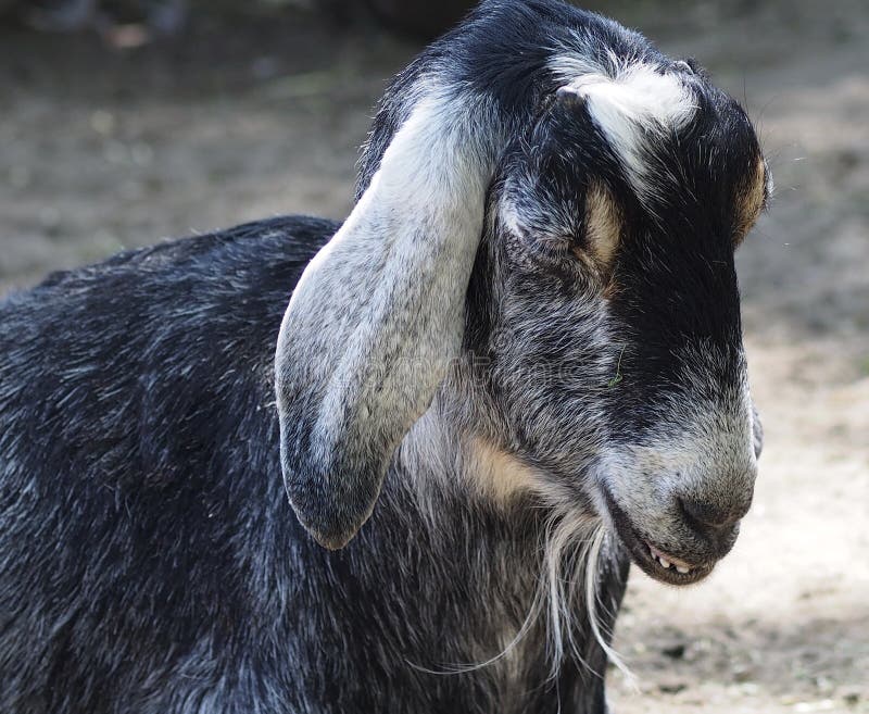 Goat in Barnyard stock image. Image of mammal, barnyard - 55539627