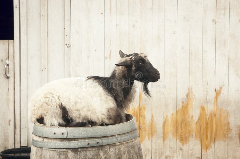 Goat on a barrel stock photo. Image of farming, farm - 25841866