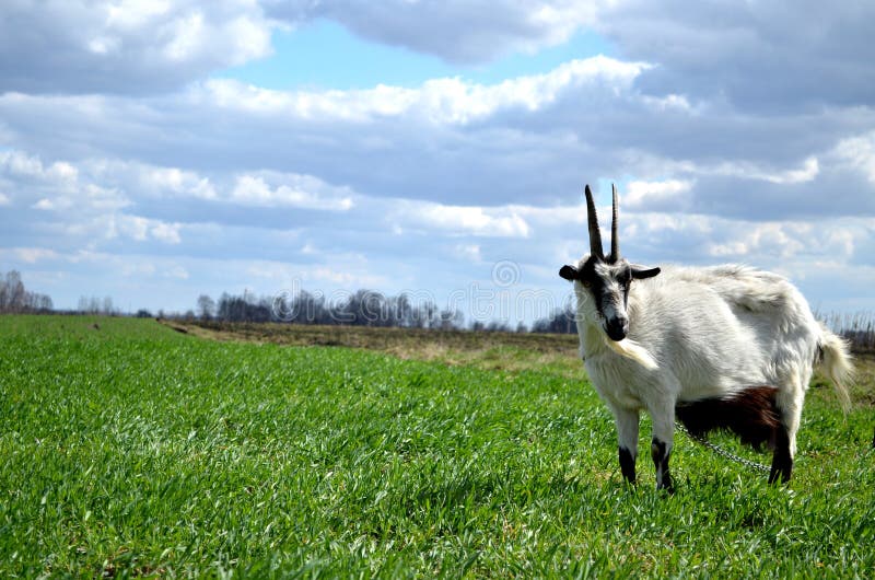 Goat stock photo. Image of spring, grass, flower, life - 53842482