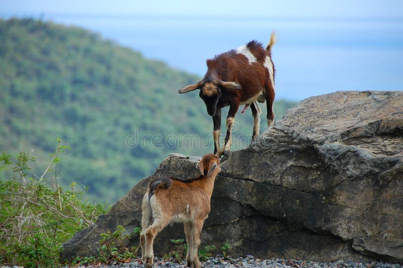 Goat Battle stock photo. Image of battle, wild, goat, look - 602416