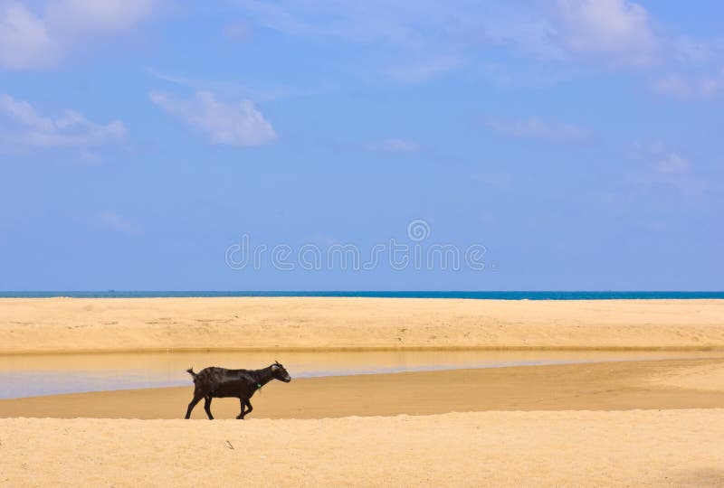 Goat on Beach stock image. Image of water, tropical, goat - 23415621