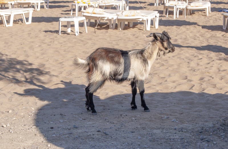 Goat on the beach stock photo. Image of vacation, tourist - 146566082