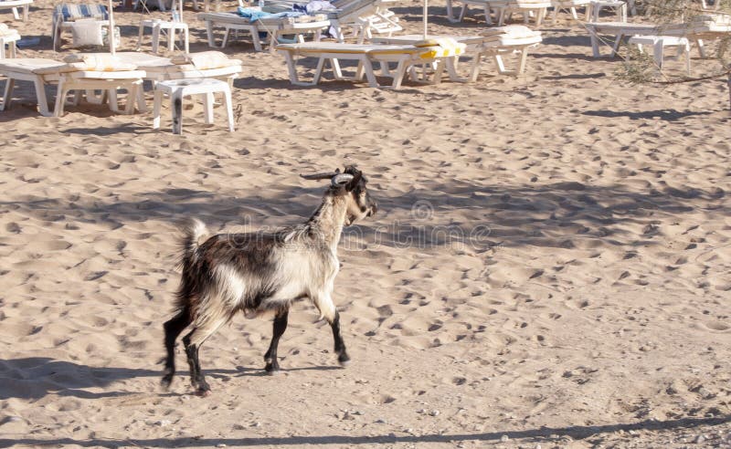 Goat on the beach stock image. Image of plant, grass - 103181825