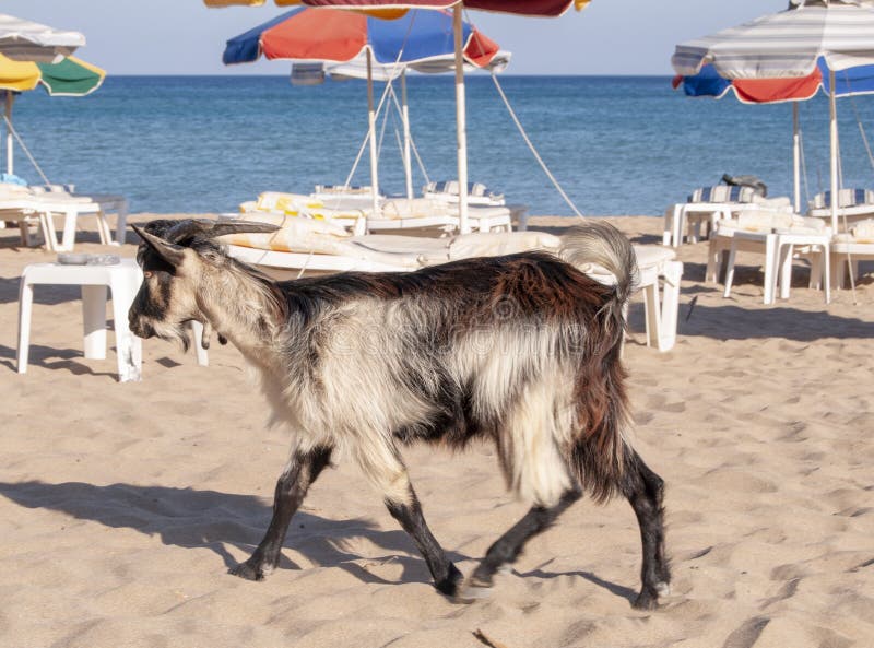 Goat on the beach stock image. Image of umbrella, greece - 146566167