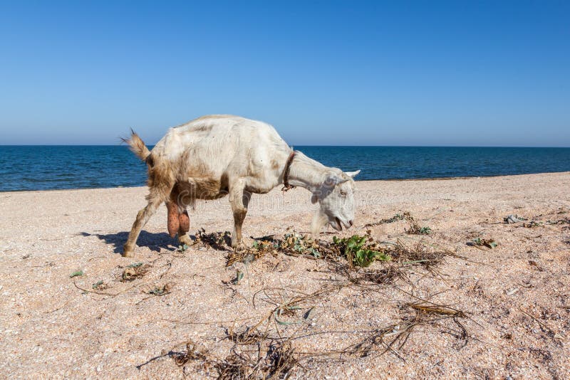 Goat on the beach stock image. Image of plant, grass - 103181825