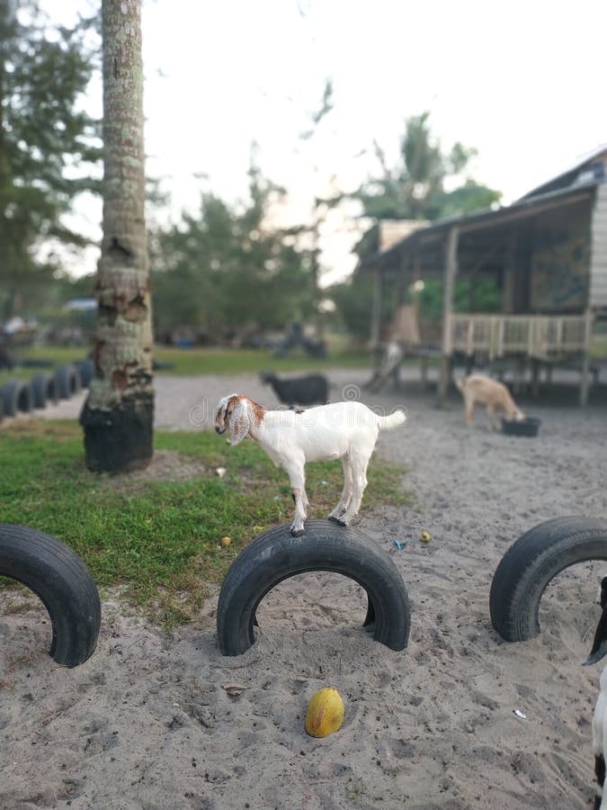 Goat at the beach stock image. Image of nature, goat - 144158007