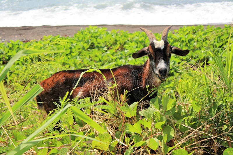 Goat on the beach stock photo. Image of chewing, grass - 93311514