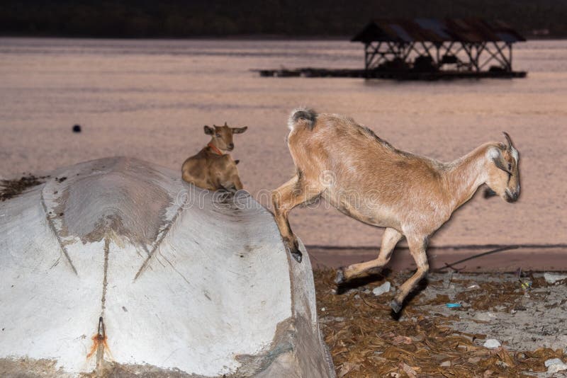 Goat at the Beach at Sunset in Indonesia Stock Image - Image of summer ...