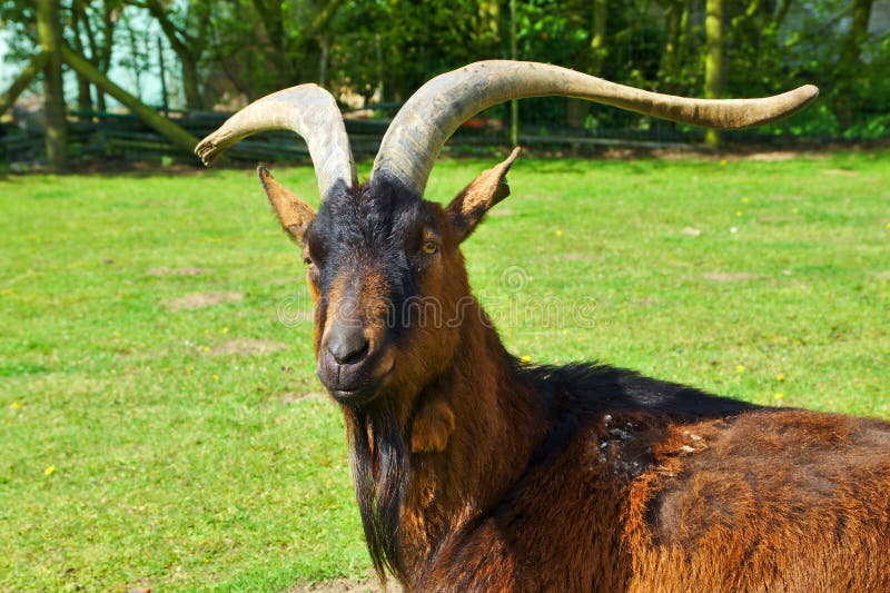 He-Goat with beard stock photo. Image of beard, graze - 24476206