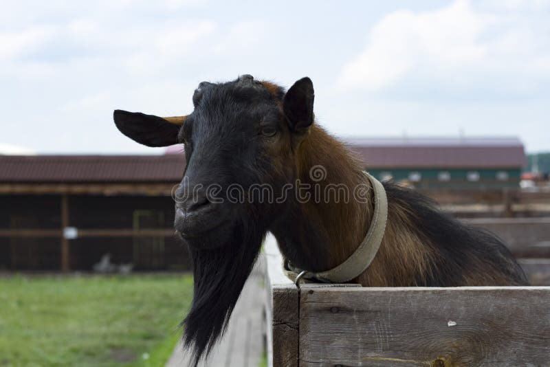 Goat with a Beard Close-up Head on a Blurry Background Stock Photo ...