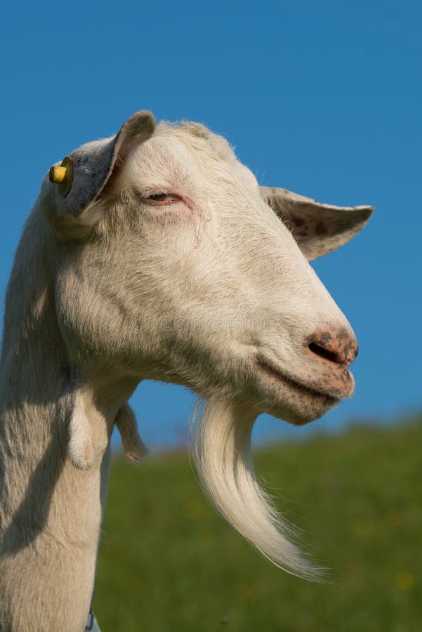 Goat with beard stock image. Image of legs, cattle, beard - 46216615