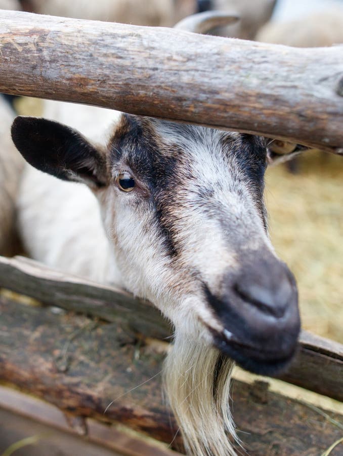 A Goat with a Beard is Looking at the Camera Stock Photo - Image of ...