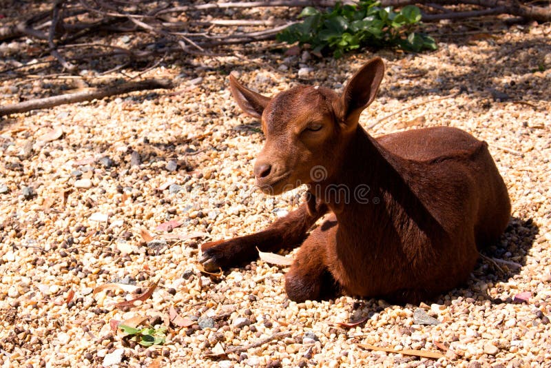 Goat. stock image. Image of sweet, beautiful, summer - 91937971