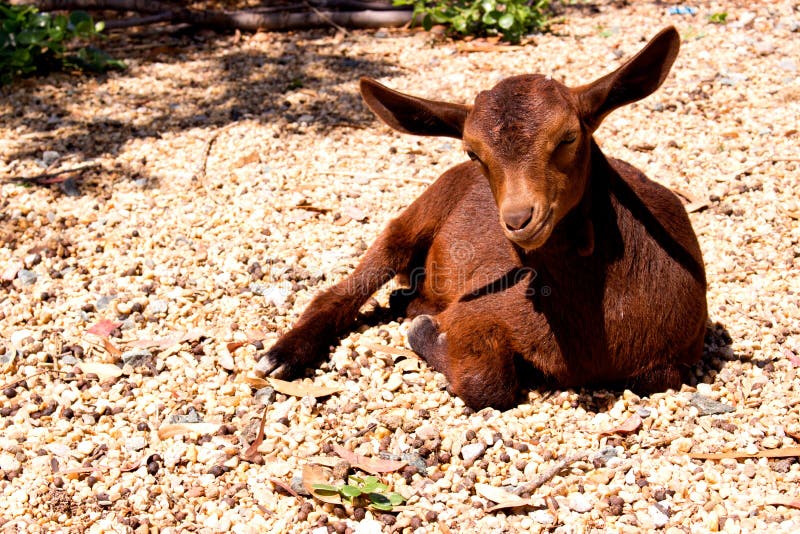 Goat. stock image. Image of spring, child, goat, domestic - 91937991