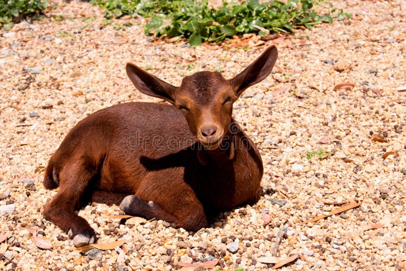 Goat. stock image. Image of rural, outdoor, brown, face - 91938019