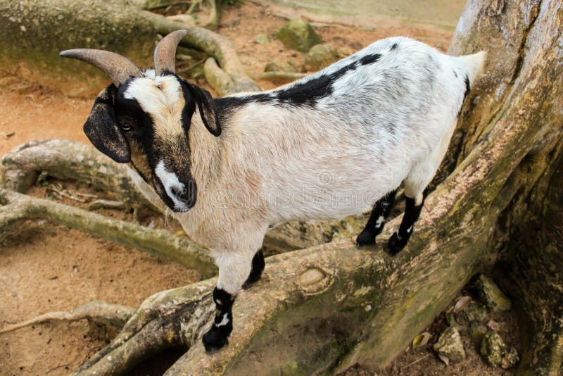 Goat stock photo. Image of walk, horn, park, closeup - 54006192
