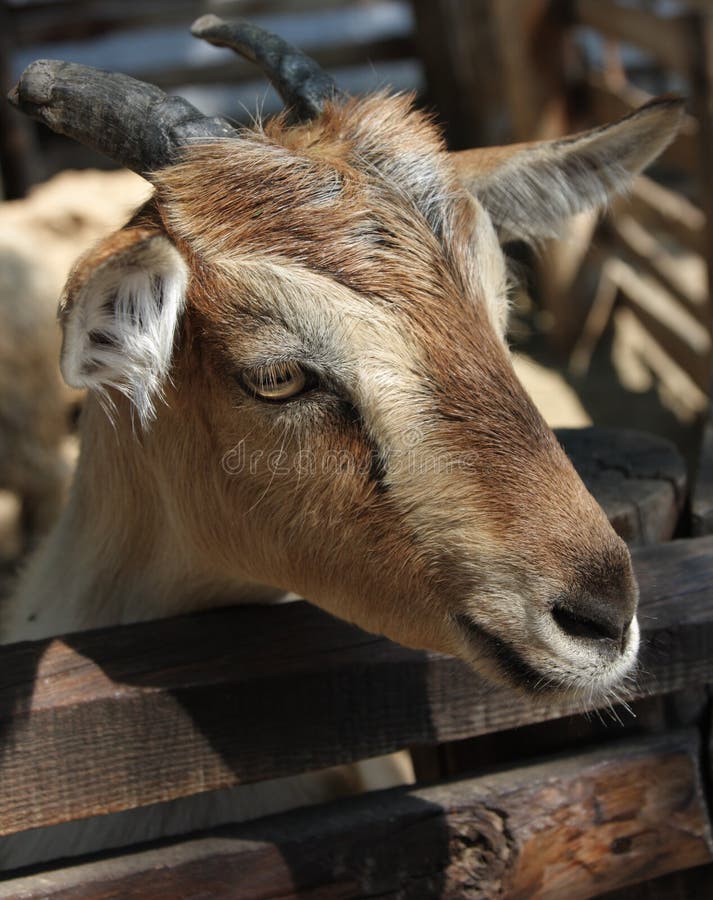 Goat behind fence stock photo. Image of muzzle, nature - 15393378