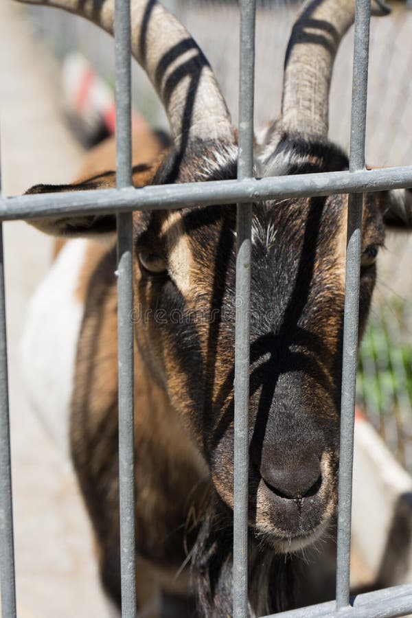 Goat behind a fence stock photo. Image of face, horn - 97404518