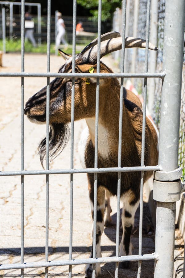 Goat behind a fence stock photo. Image of farm, cattle - 97405388