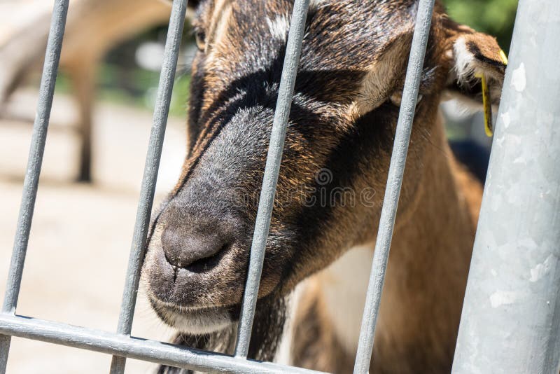 Goat behind a fence stock photo. Image of head, looking - 97404586
