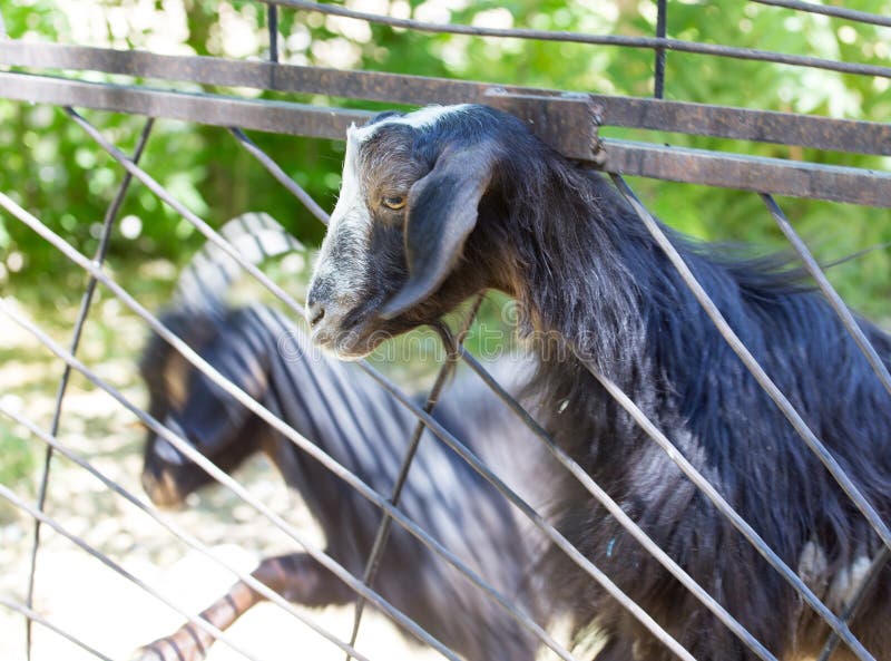 Goat Behind a Fence at the Zoo Stock Photo - Image of close, link ...