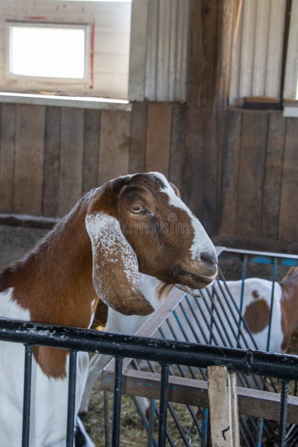 Goat Behind a Metal Fence with Hay. Stock Photo - Image of countryside ...