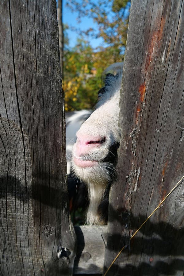 Goat Behind the Wooden Fence Stock Photo - Image of fauna, motion ...